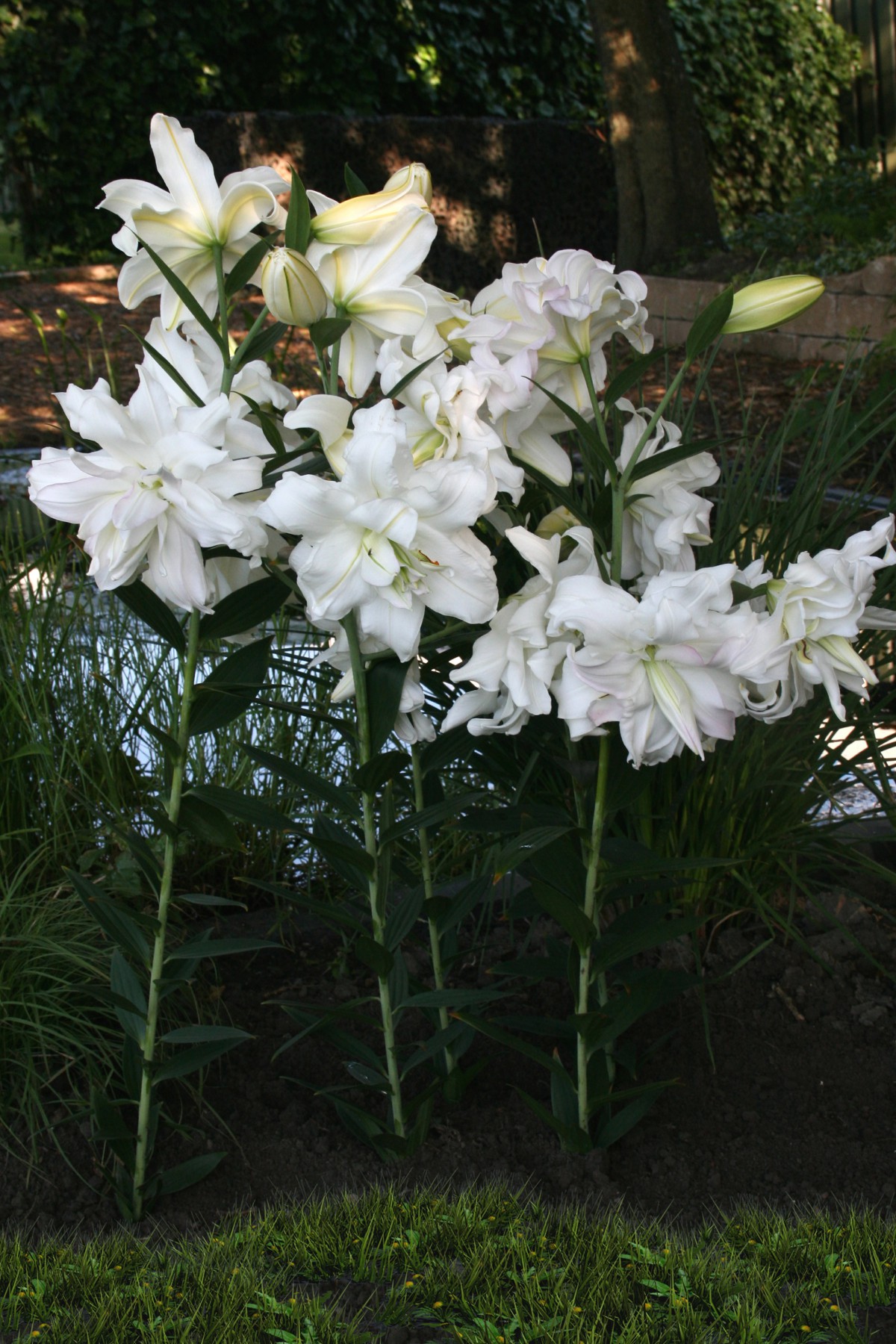 Lotus Ice - lily bulb